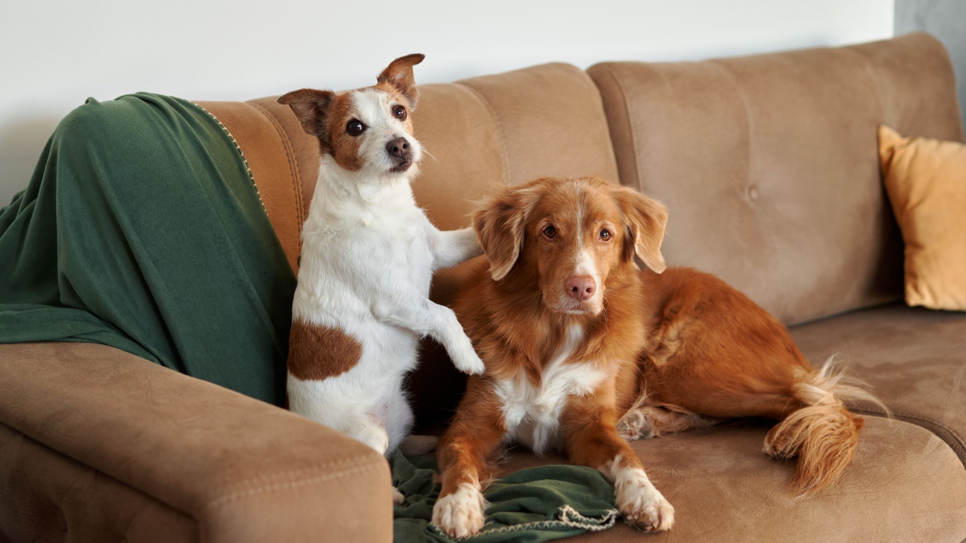 Things I Wish I Knew Before Getting A Second Dog
