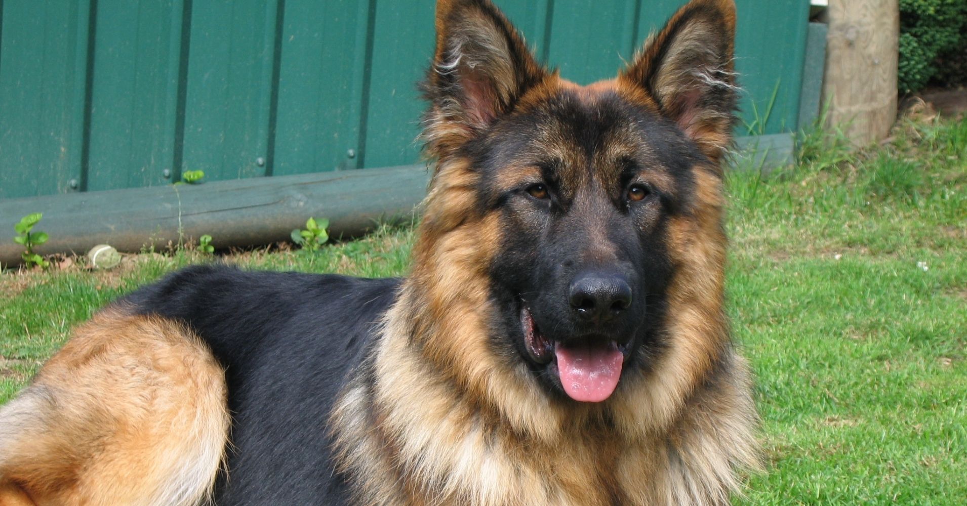 25 Big Dog Breeds That Excel as Loyal Family Guardians