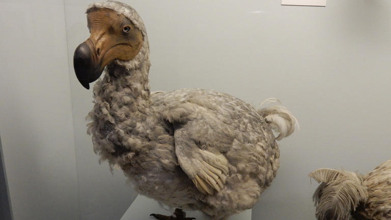 A last-seen dodo cousin just surfaced in a remote Samoan rainforest