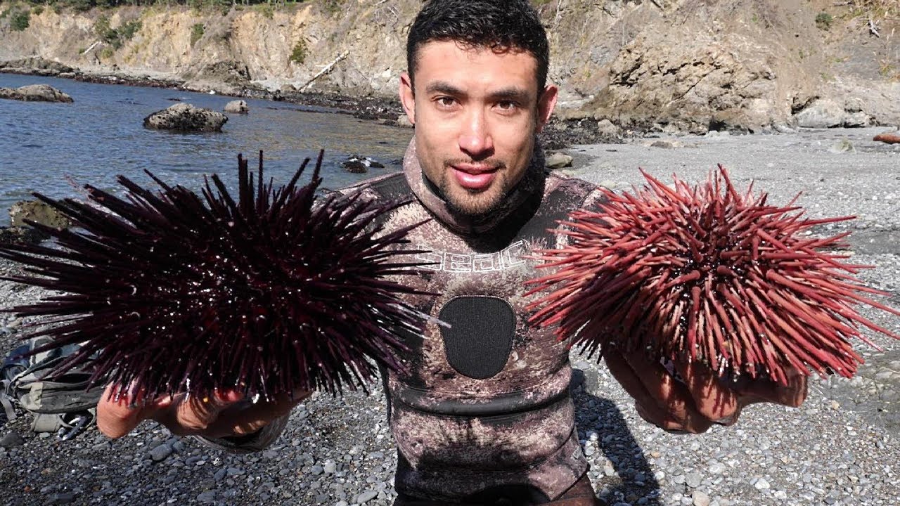 Would you eat these? Freediving & spearfishing lingcod from 50-ft cliff