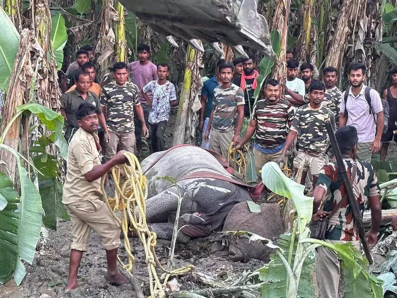 Tenth rhino swept away in N Bengal floods rescued