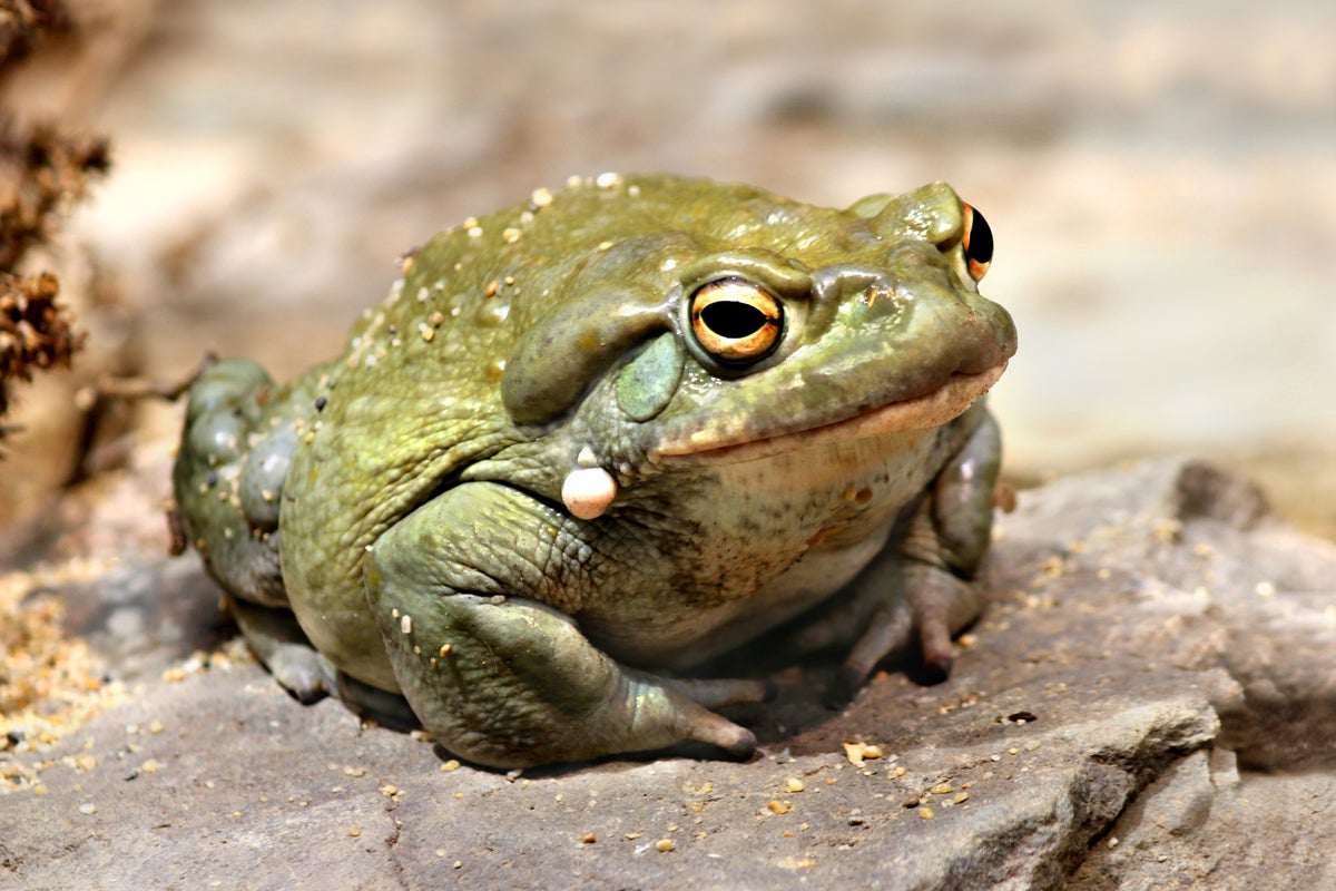 Arizonans warned against licking toxic toads that have appeared after ...