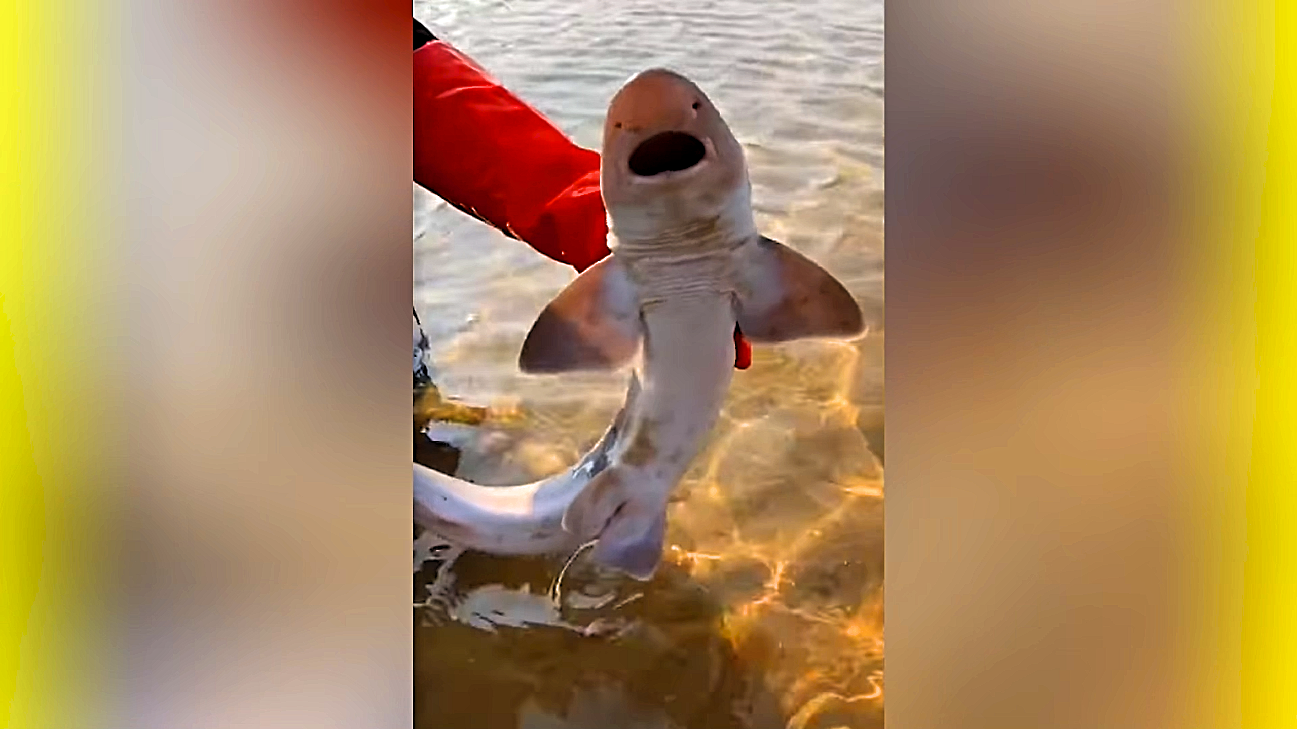 A Playful Mini Shark Is Released to Swim in the Lake