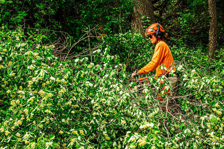 Nebraska Zoo Fights Invasive Species By Feeding Them to Their Animals ...