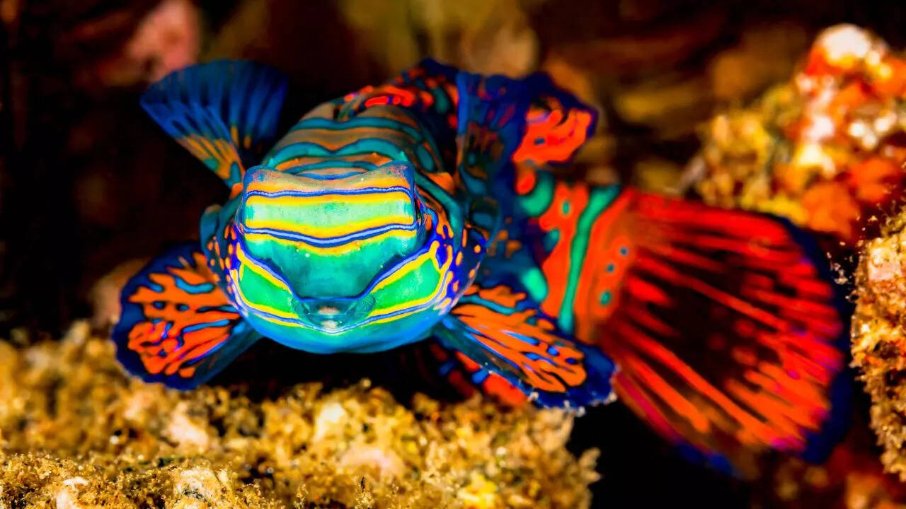 6 colourful animals that look straight out of a rainbow