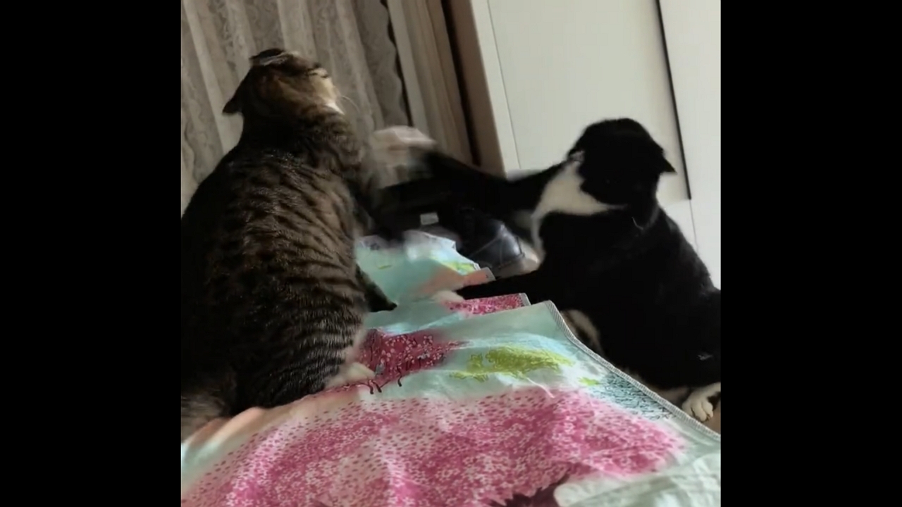 Playful cat battle with hard paws in Hubei, China