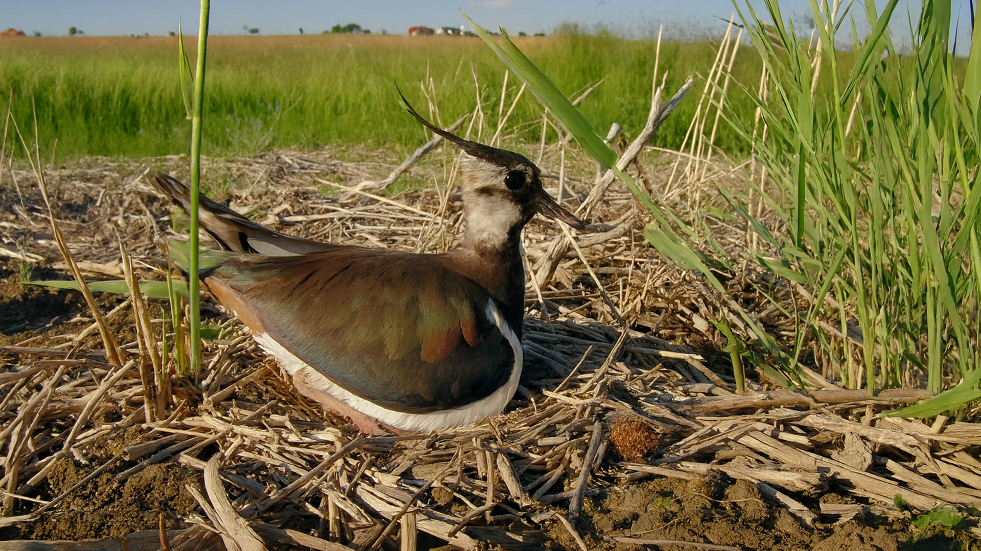 Wilde dieren spotten in hun natuurlijke leefomgeving