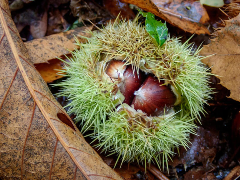 Can dogs safely eat chestnuts? The answer might surprise you