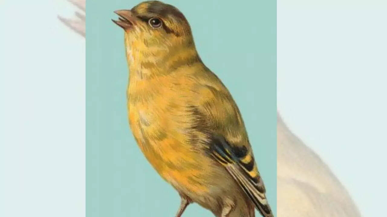 Meet Joey the canary: World’s longest-lived bird at 34 years and the ...