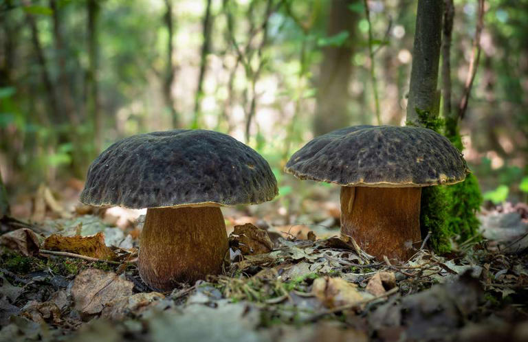 Cèpes, bolets, champignons… savez-vous vraiment les différencier