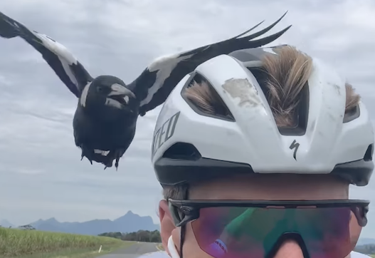 🎥 Ekster in Australië valt wielrenner aan: drie jaar na Bauke Mollema ...