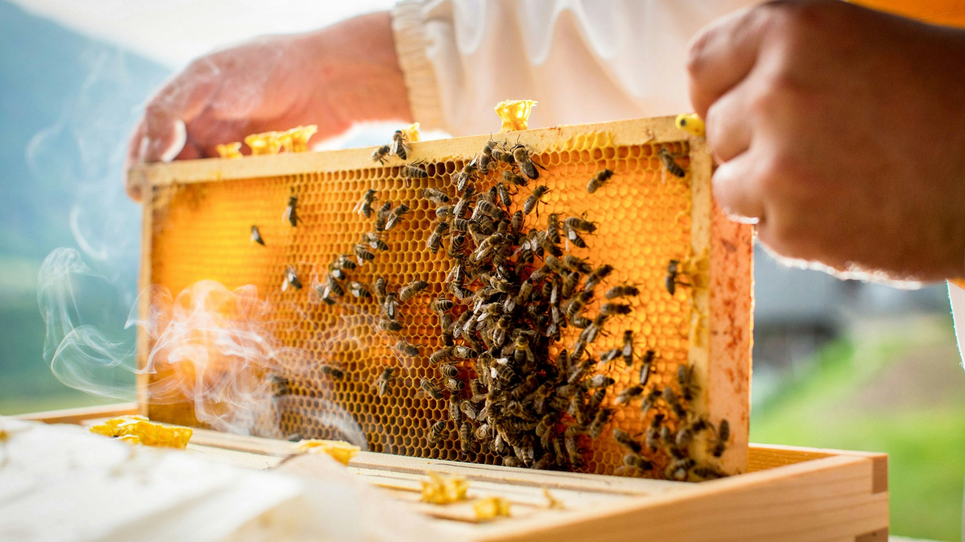 "Goldene Honigwabe": Österreichs beste Honige gesucht