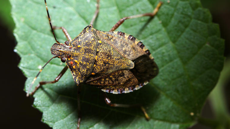 The real reason stink bugs are invading your house this summer (and how ...