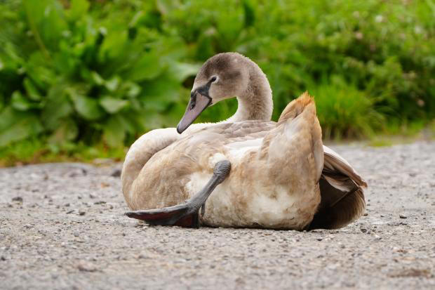 Look: Birds of all shapes and sizes in pictures