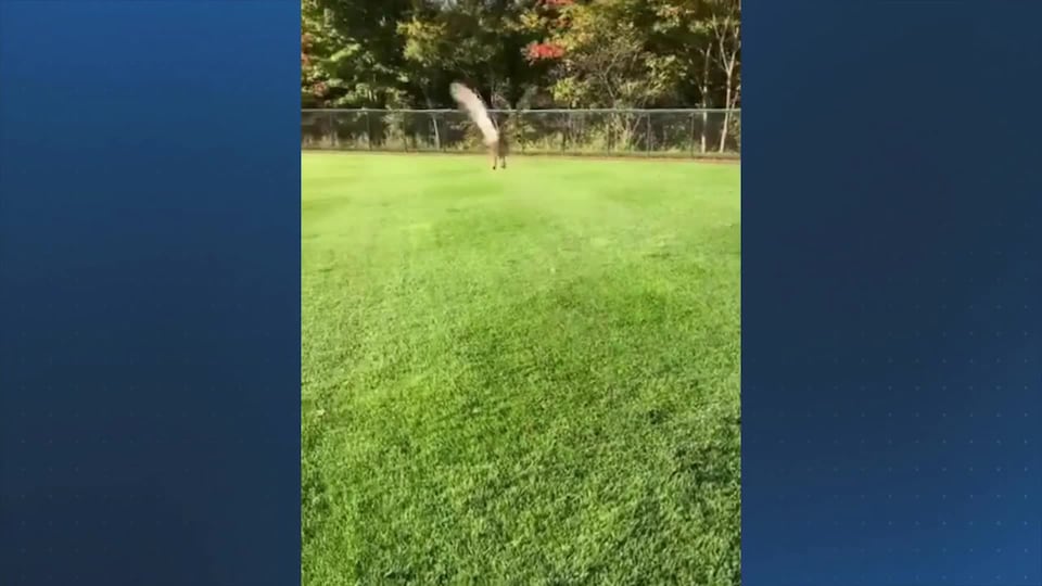 It’s gonna be owl-right: Wellesley Animal Control rescue entangled bird