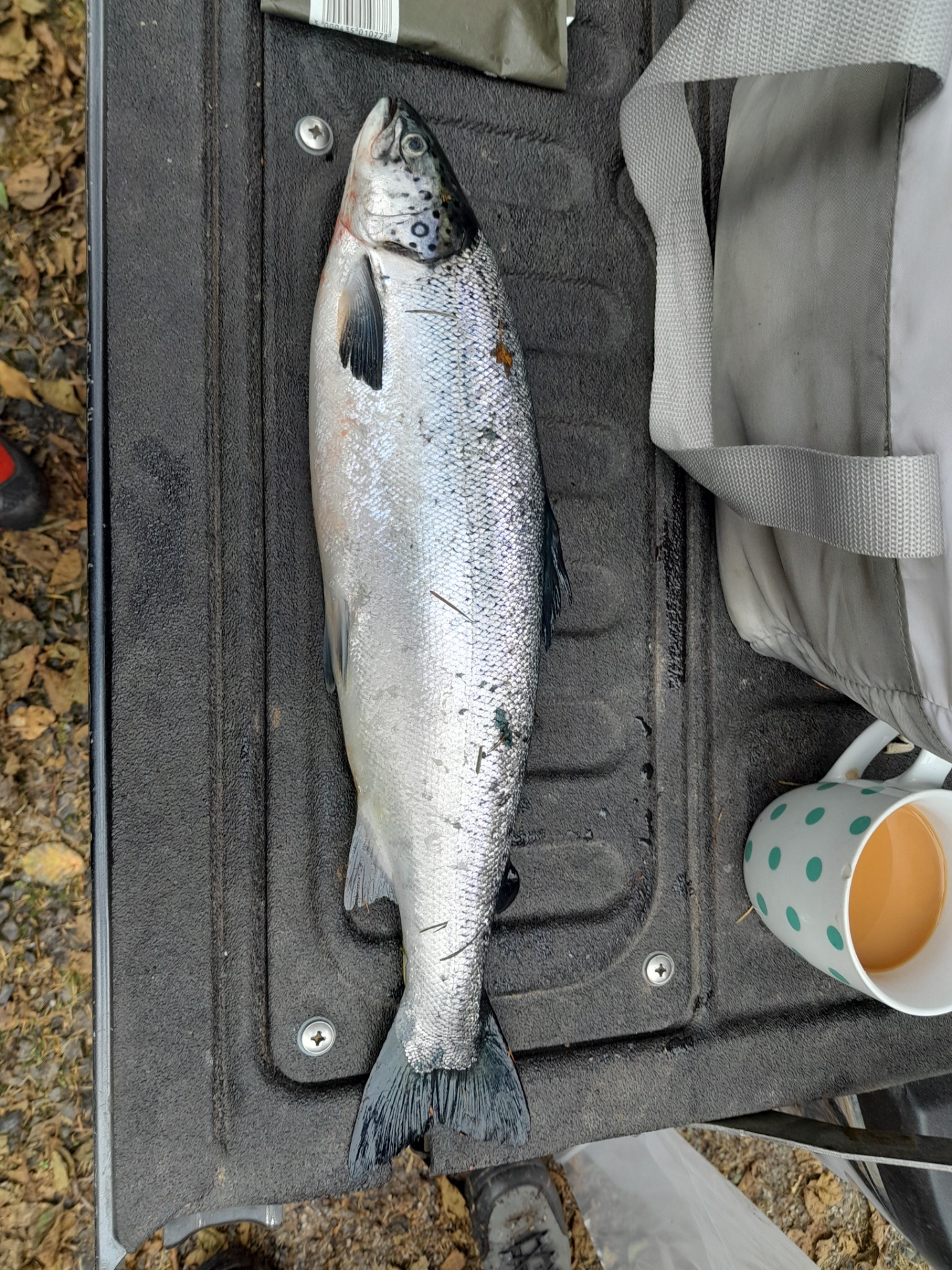 'The risk come next year', anglers warn, as they reel in hundreds of ...