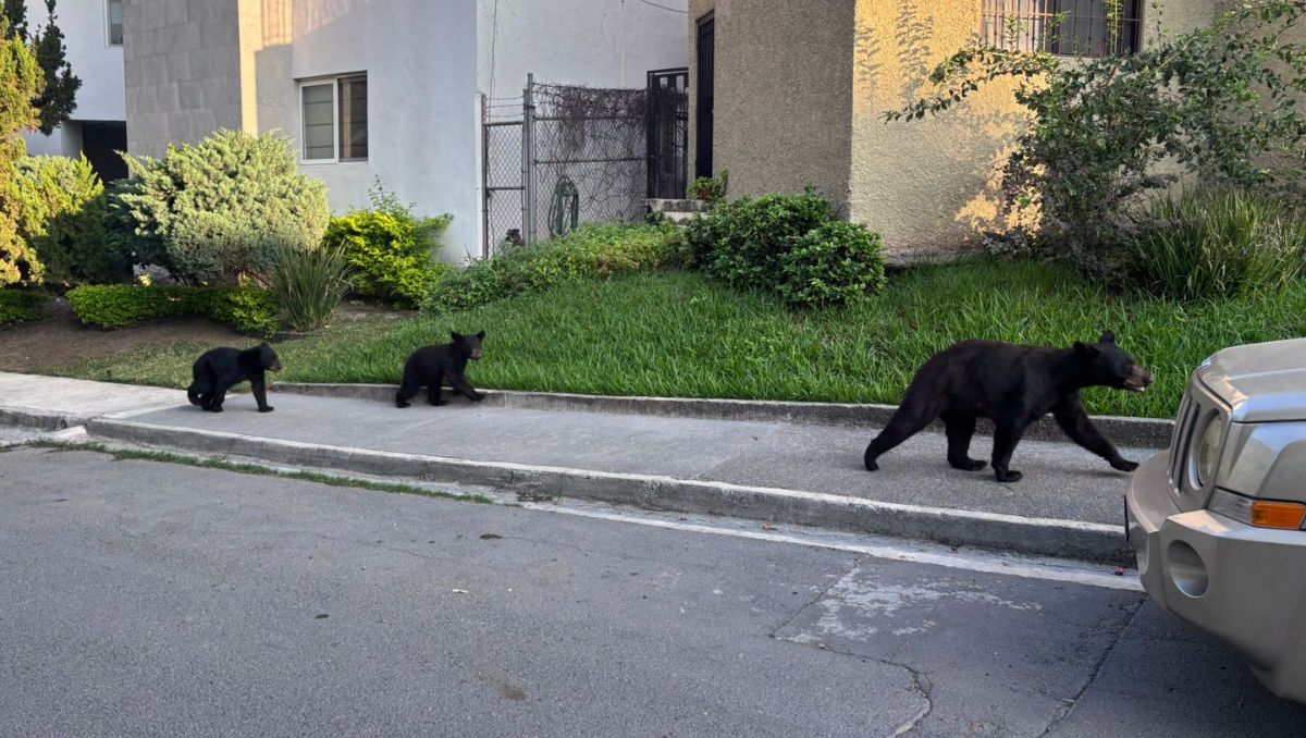 Captan a familia de osos merodeando por calles de San Pedro | VIDEO