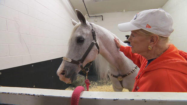 Denver Broncos mascot Thunder runs strong in the hearts of fans, 33 ...