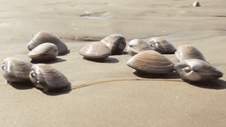 Clamming tips: what to know before digging for Pismo clams along ...