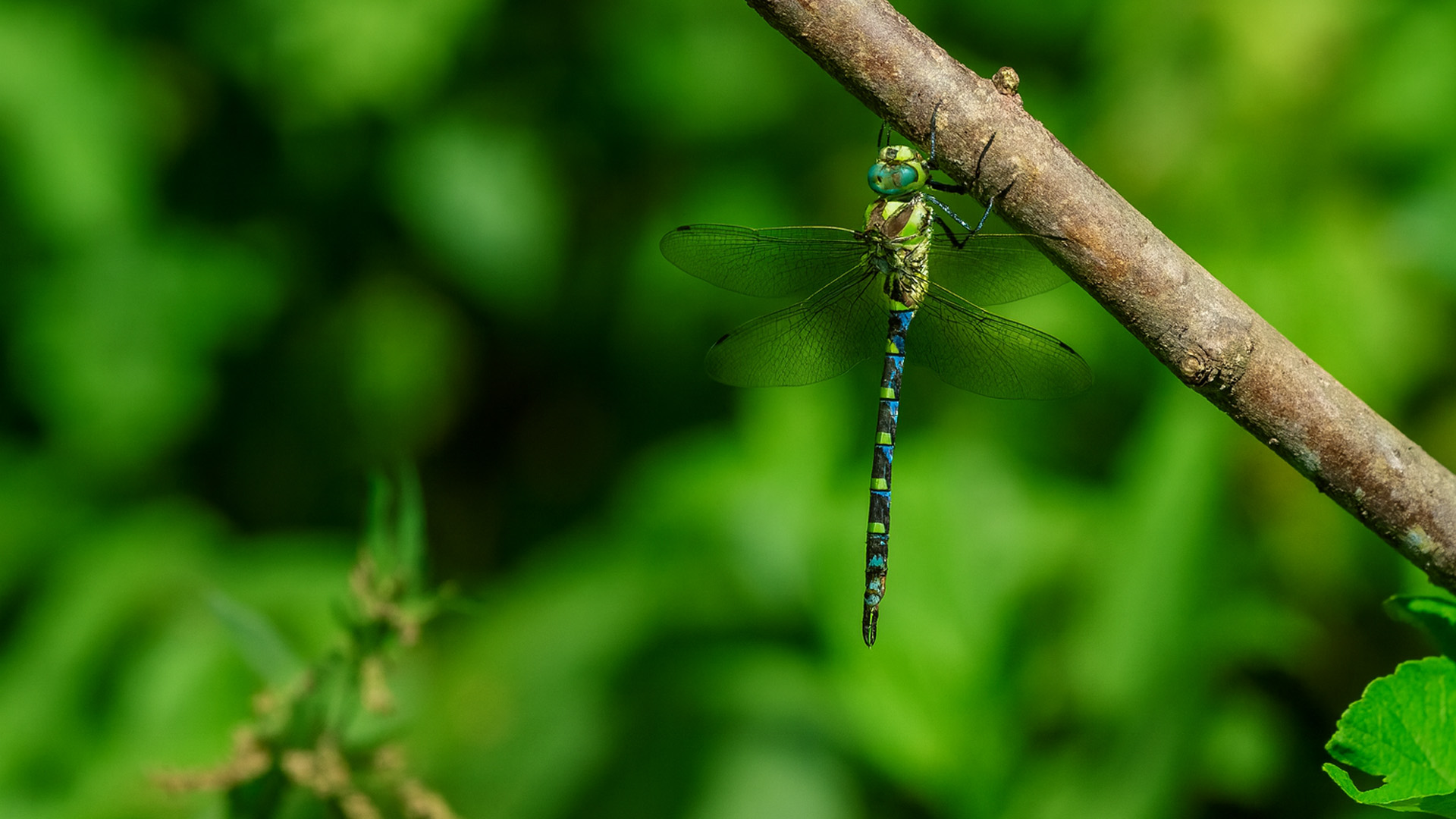Wildlife Watching in Untouched Nature