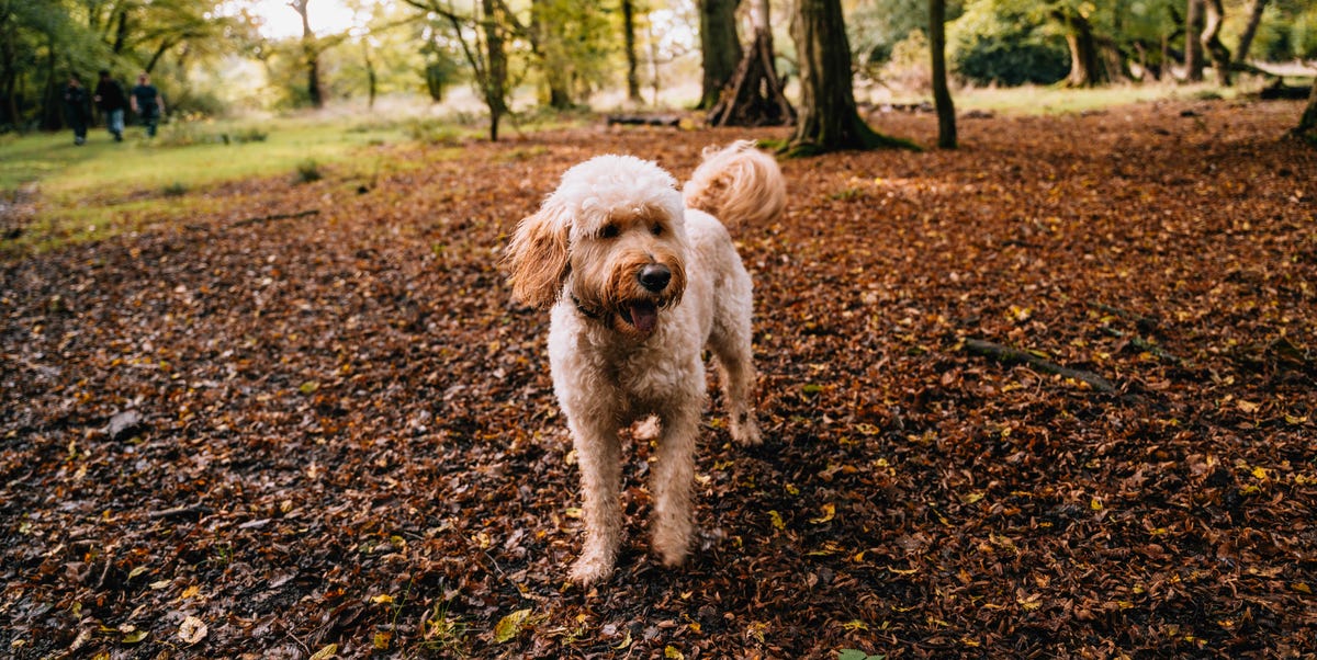 Can dogs safely eat chestnuts? The answer might surprise you