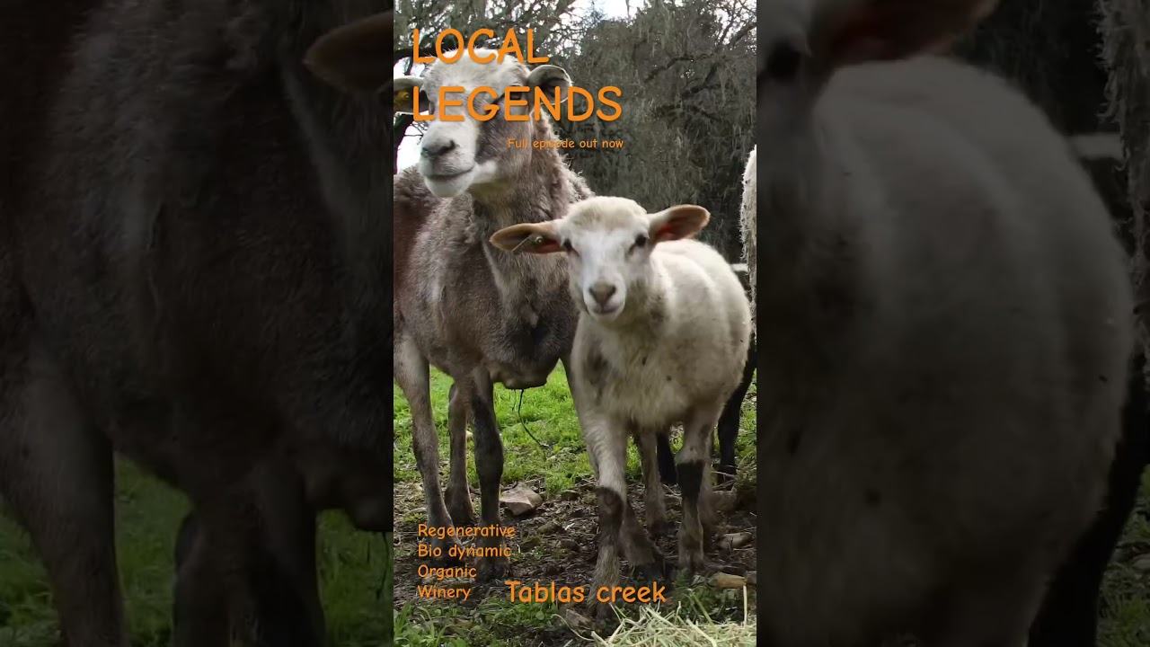 Touring the world’s first regenerative vineyard in California