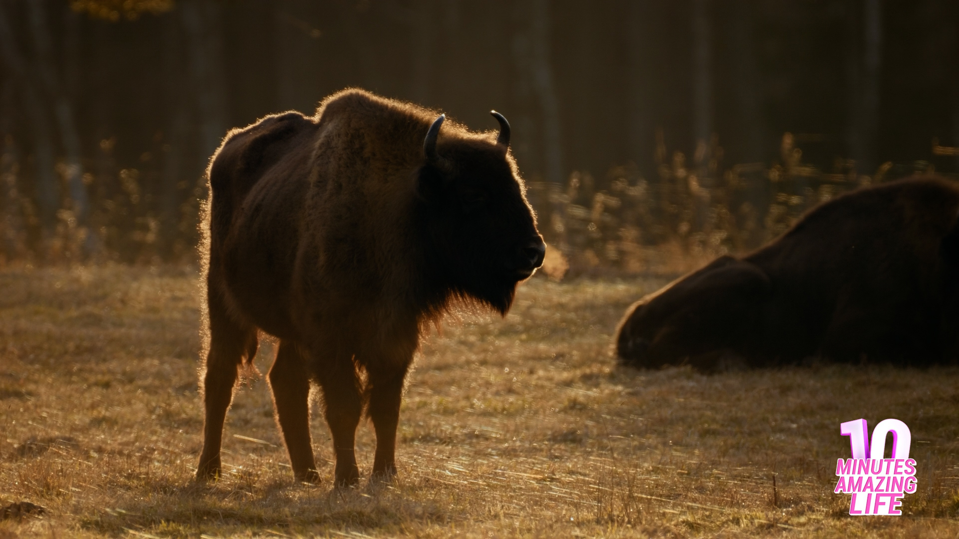 European Bison at Sunset