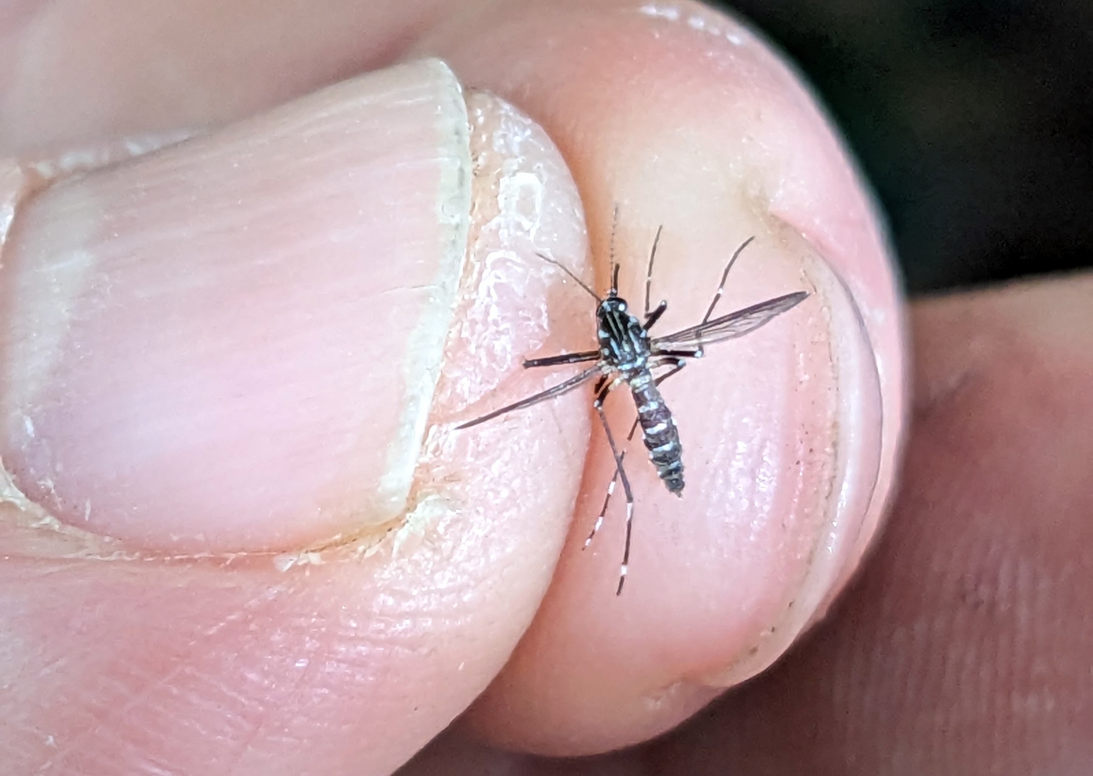 An invasive bug with a thirst for blood is spreading across southern Utah