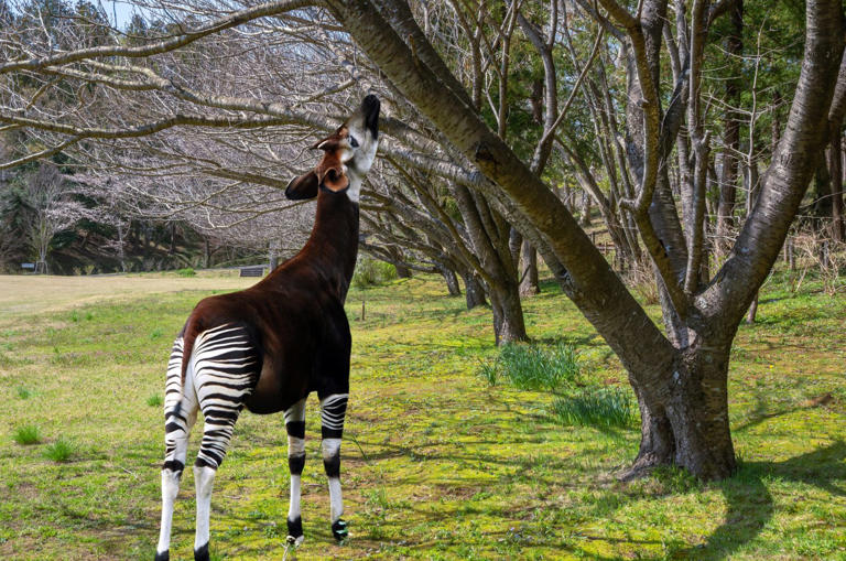 Meet the Endangered Okapi, the Shy Forest Giraffe You’ve Probably Never ...