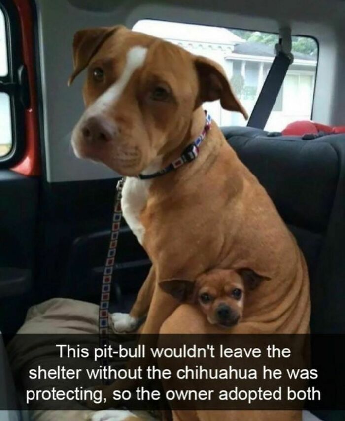If You Like Dogs More Than People, You May Enjoy These 43 Heartwarming ...