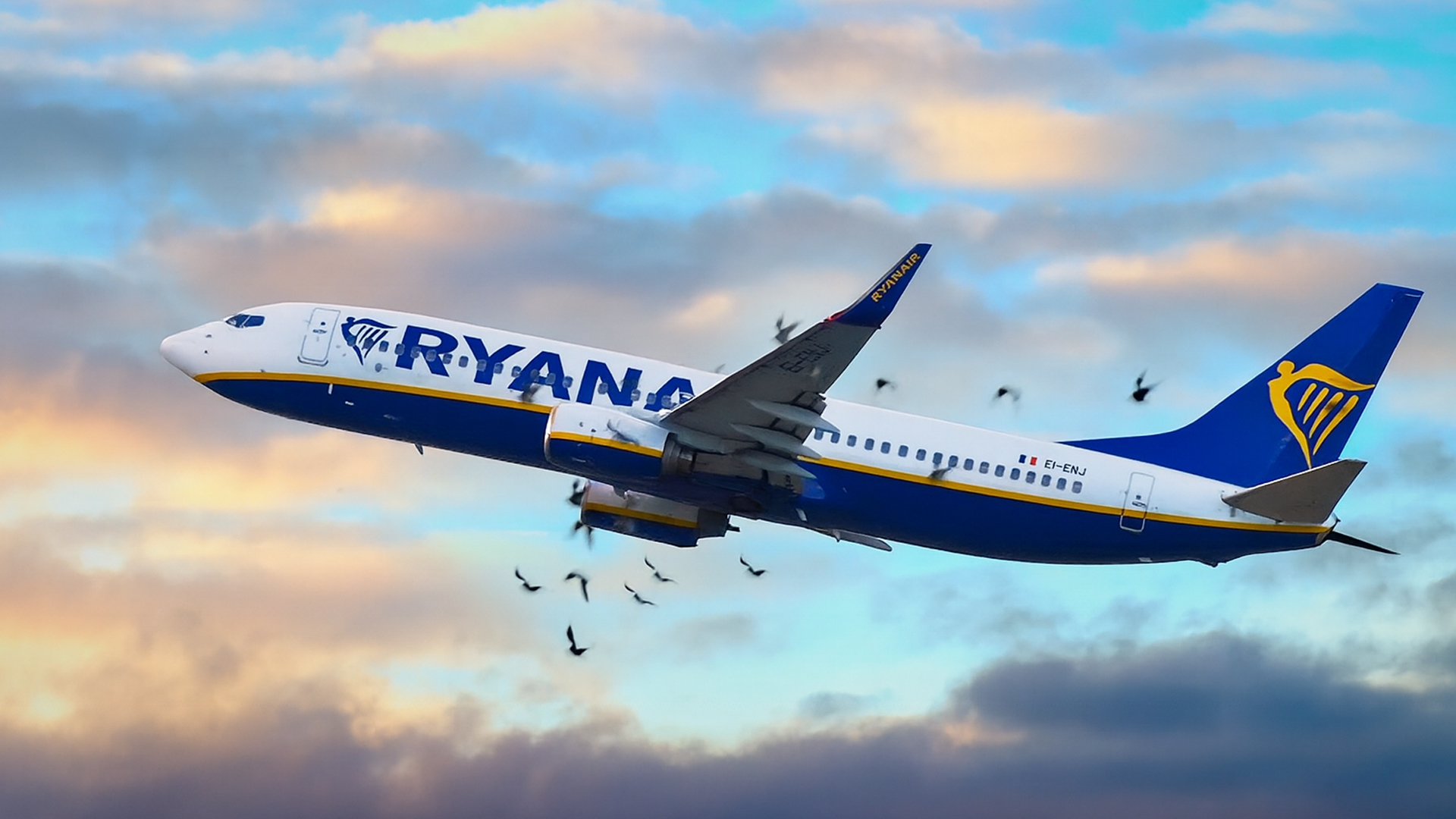 Birds Get Too Close to Plane During Approach