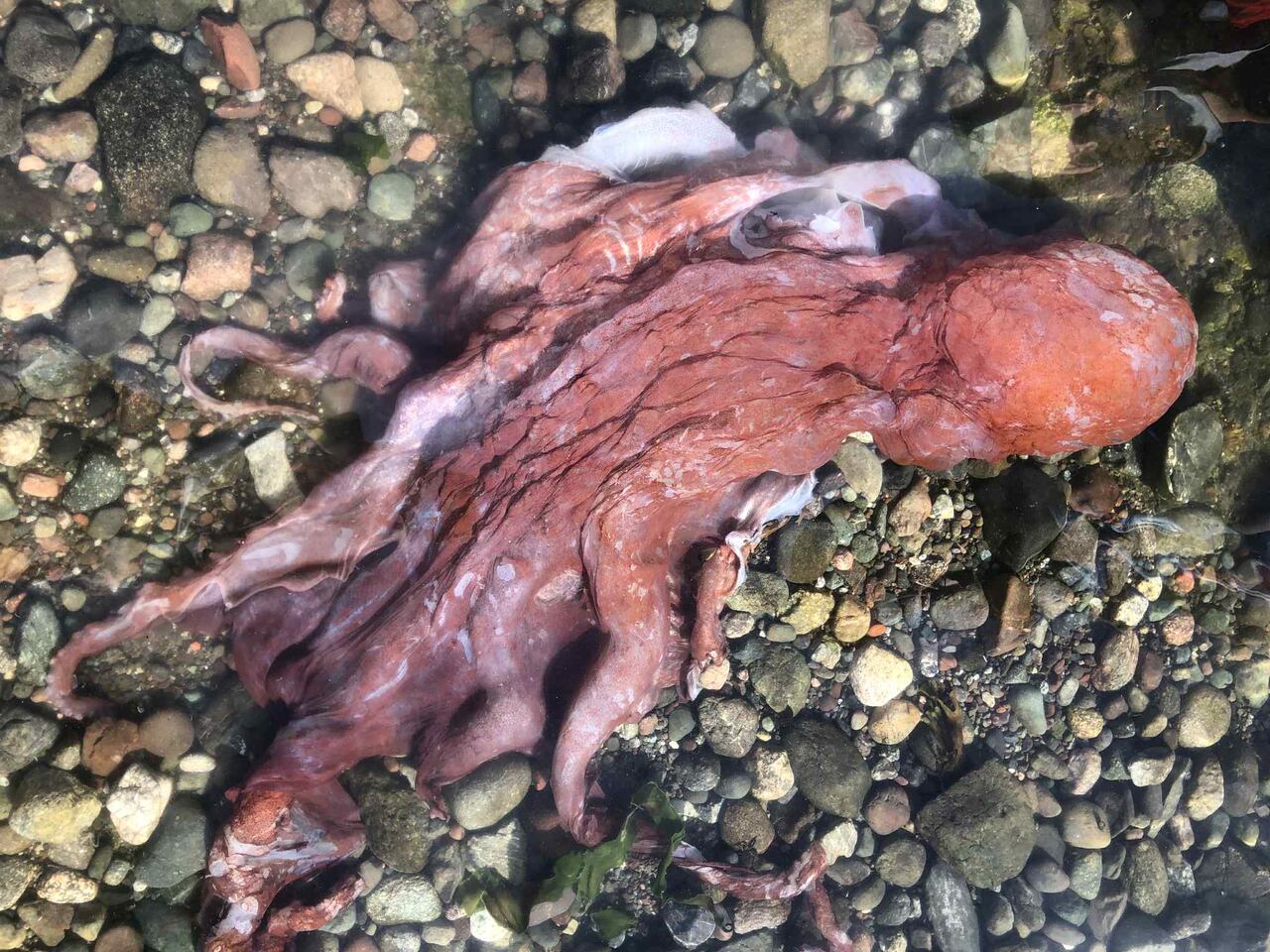Rare 'septopus' believed to have been found on shore of B.C.'s Pender ...