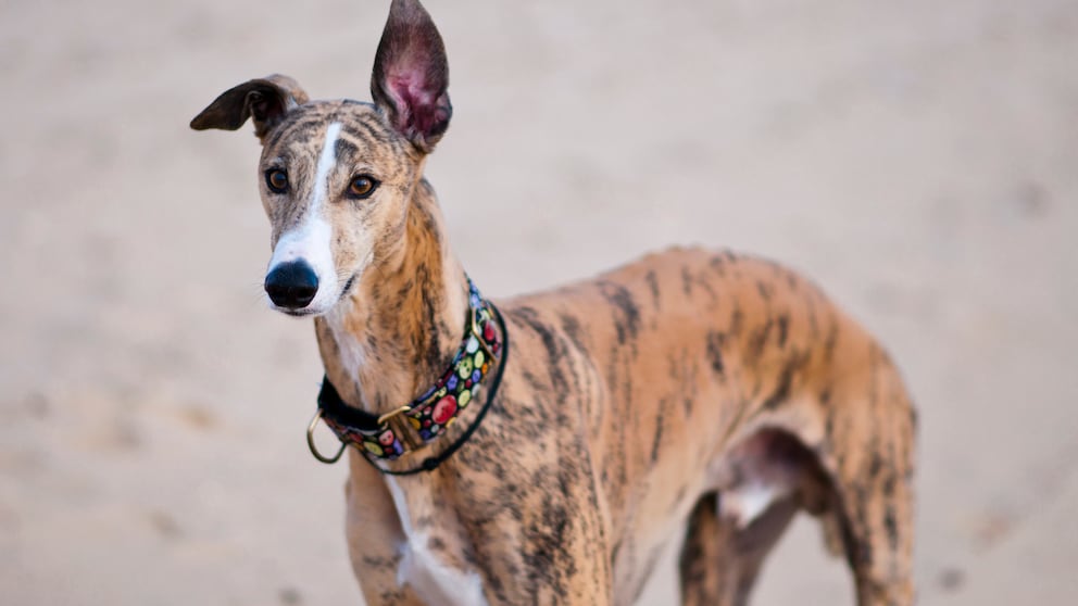 Galgo Español: Why the Beautiful Greyhound Is So Hard to Tame