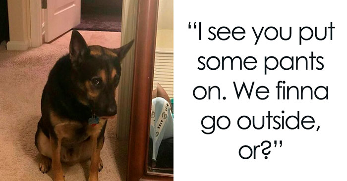 If You Like Dogs More Than People, You May Enjoy These 43 Heartwarming ...