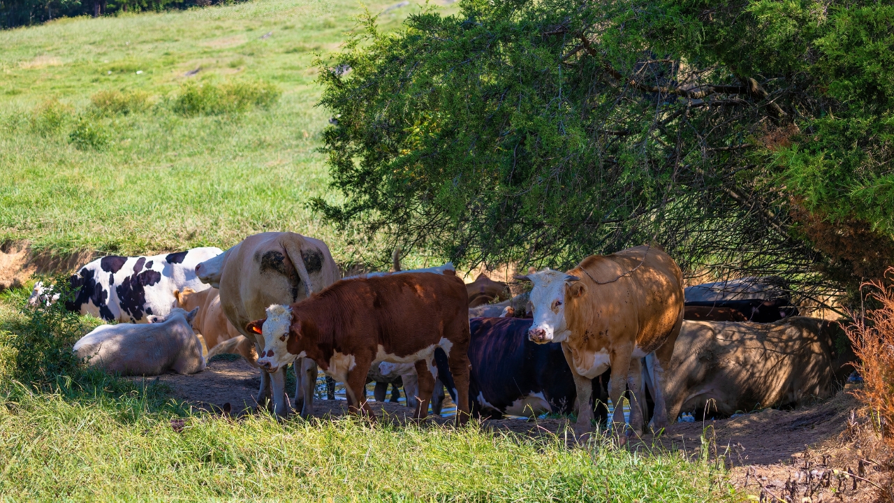 8 signs your land is working against your homestead goals