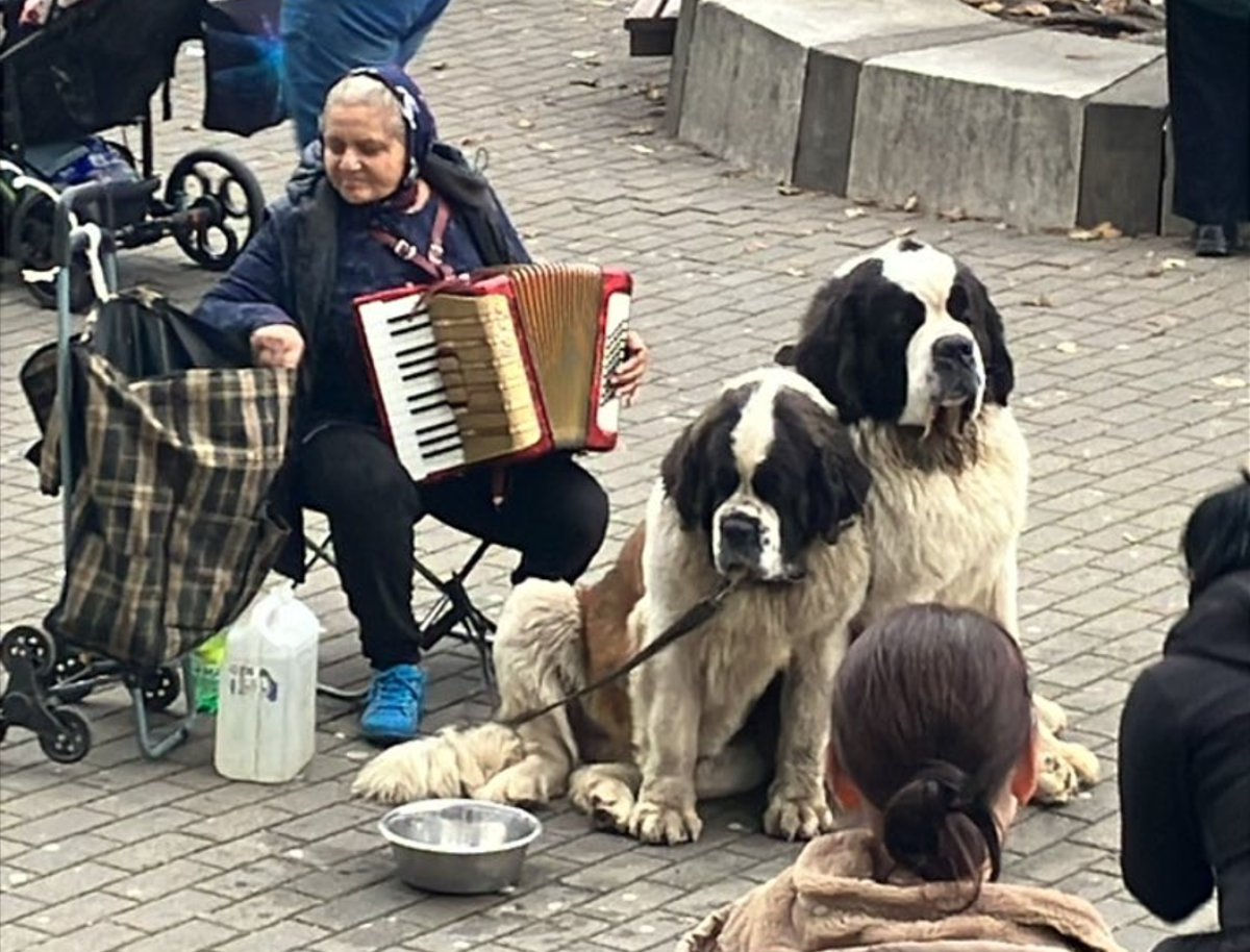 Do Liberce se vrátili Rumuni s bernardýny. Proti zneužívání zvířat k ...