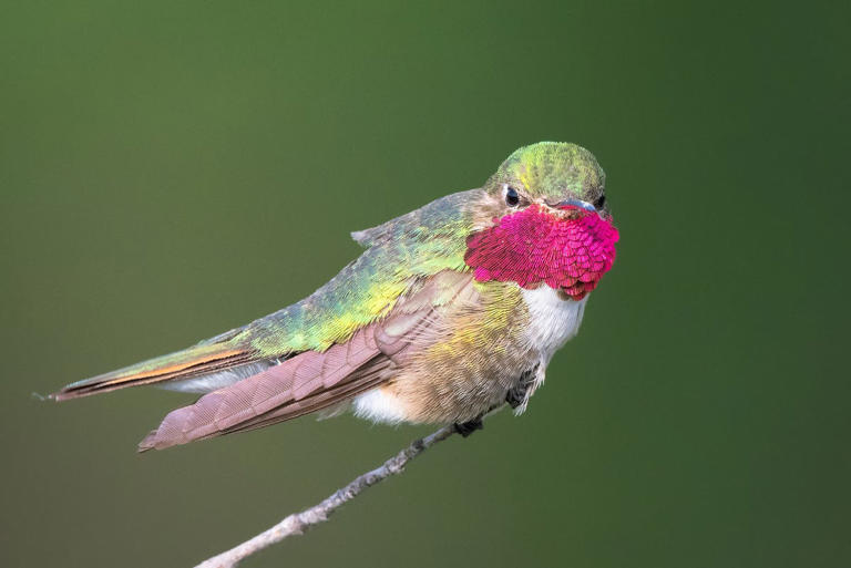 3 Tricks for Telling Male and Female Hummingbirds Apart