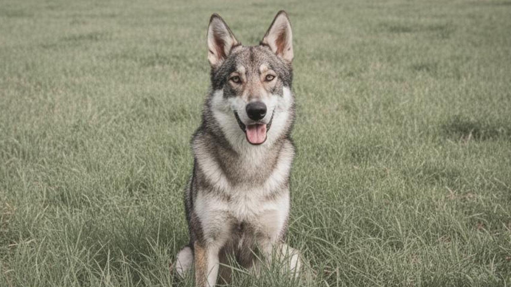 Alberto Delobos, educador canino, desvela cómo hacer el match ideal con ...