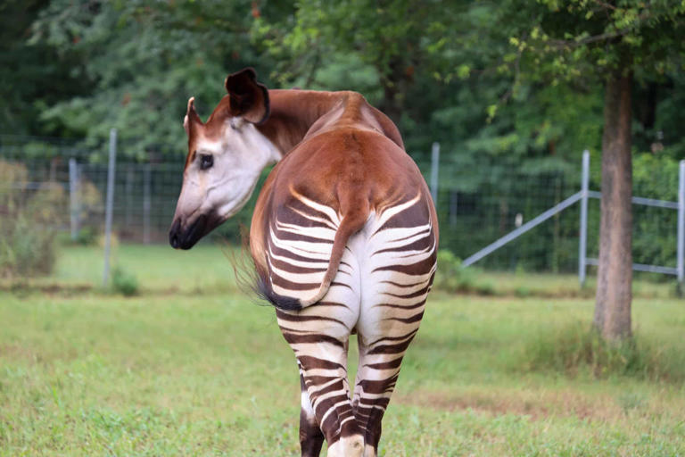 Meet the Endangered Okapi, the Shy Forest Giraffe You’ve Probably Never ...