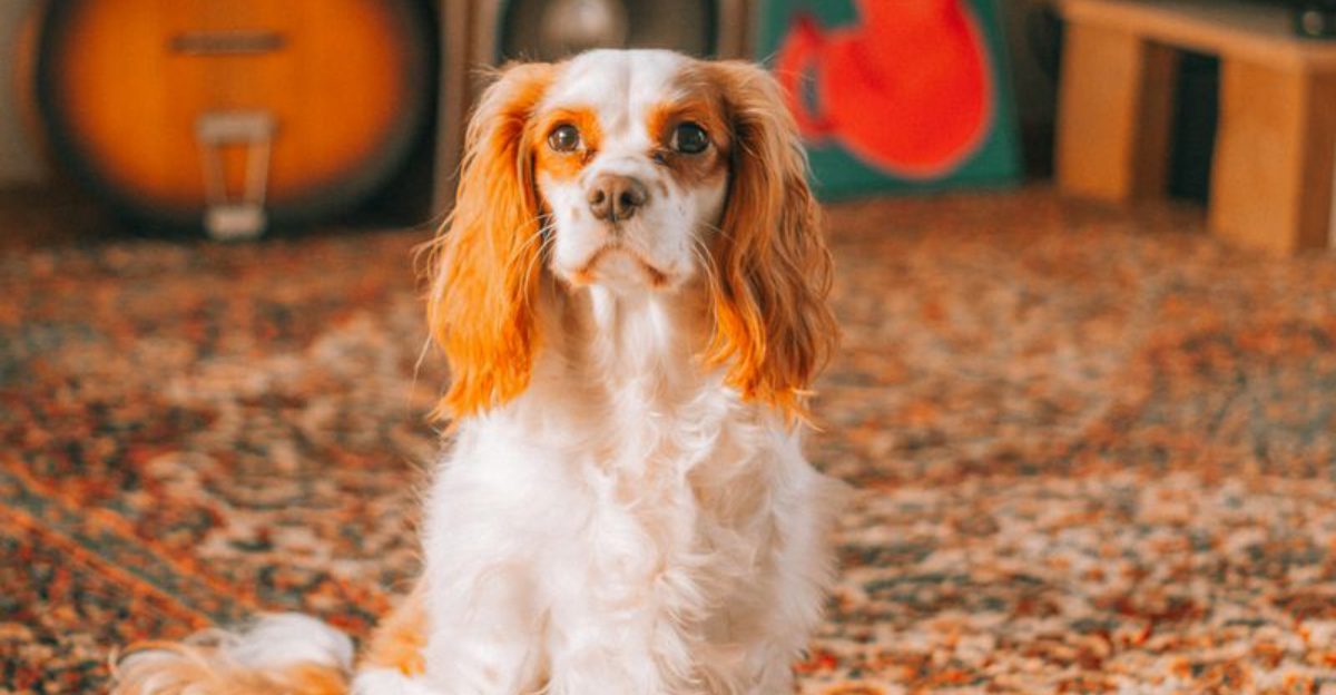 22 Easygoing Dog Breeds Known for Their Gentle Temperaments and Senior ...