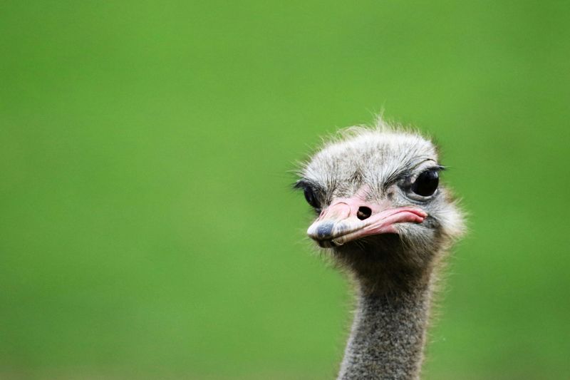 7 Animals Whose Eyes Are Bigger Than Their Brains