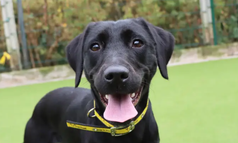 These 19 adorable Dogs Trust canines are looking for forever homes in ...