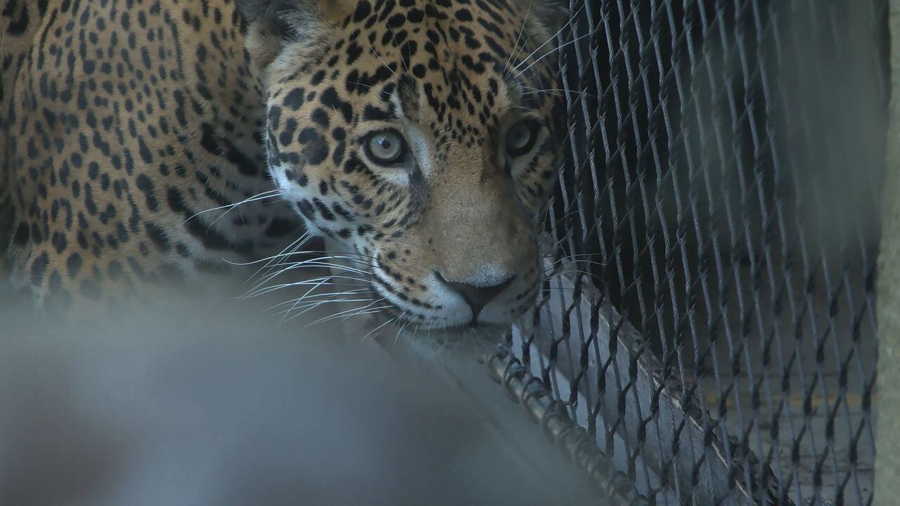 Birmingham Zoo welcomes new jaguar