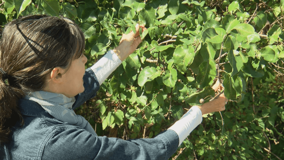 New Missouri law targets invasive plants, protects native ecosystems