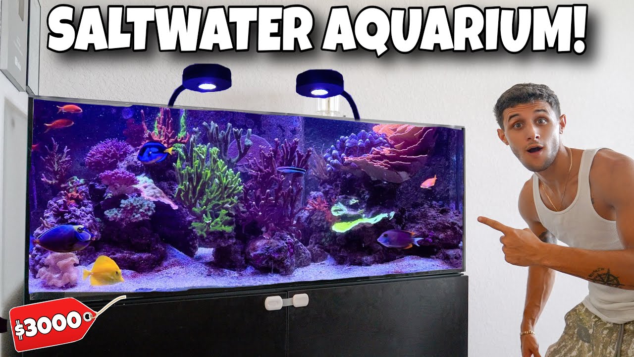 My new saltwater aquarium!