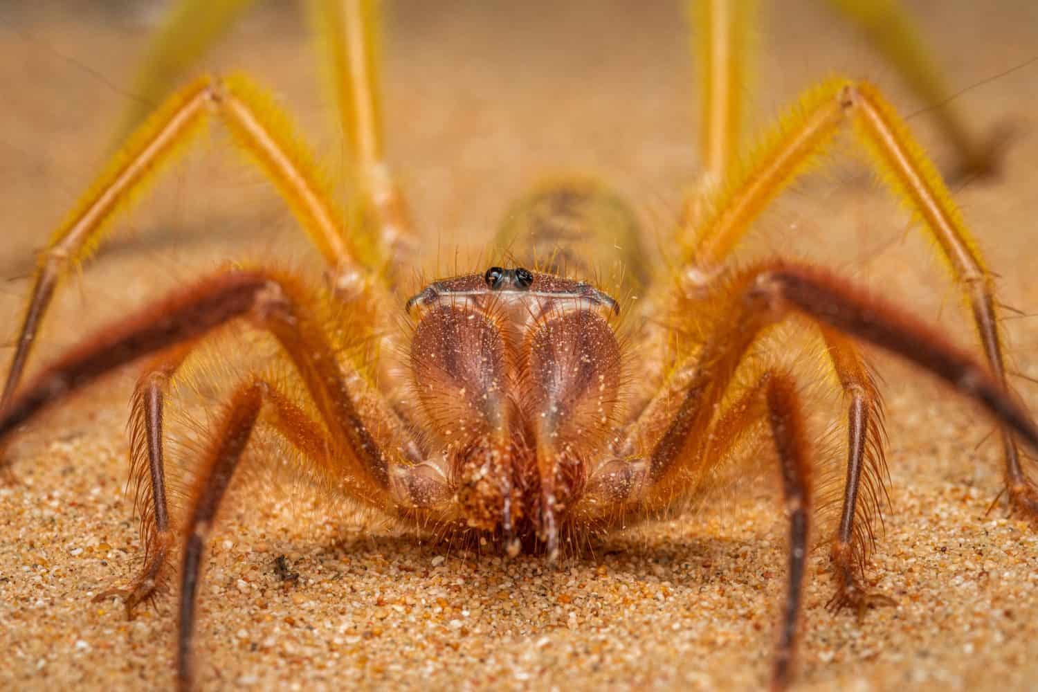 Camel Spider vs. Ant Colony