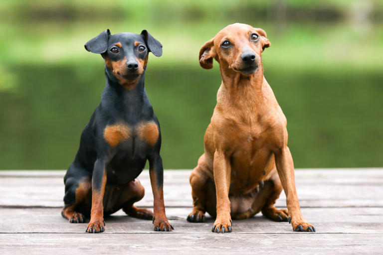 10 atividades recomendadas para o cachorro da raça pinscher