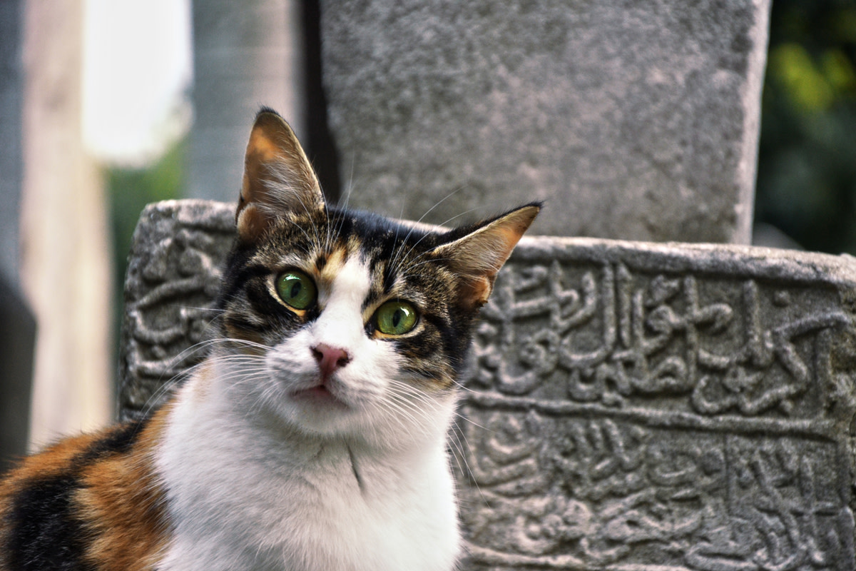 Stray Cat Mysteriously Appears at Pet Gravesite To Comfort Grieving Woman
