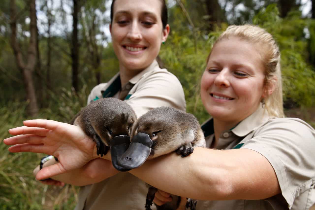 Baby Platypuses Are Some of the Cutest Creatures in the Animal Kingdom