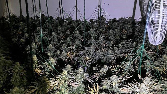 Man arrested and cannabis plants worth £210k seized
